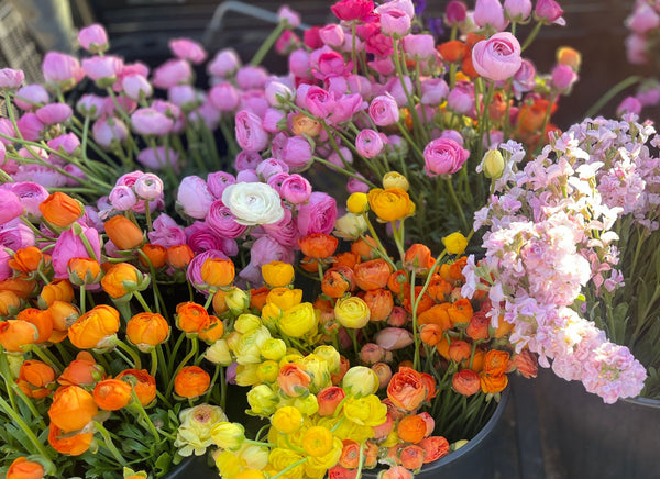 How To Grow Anemone & Ranunculus - Rooted Flowers