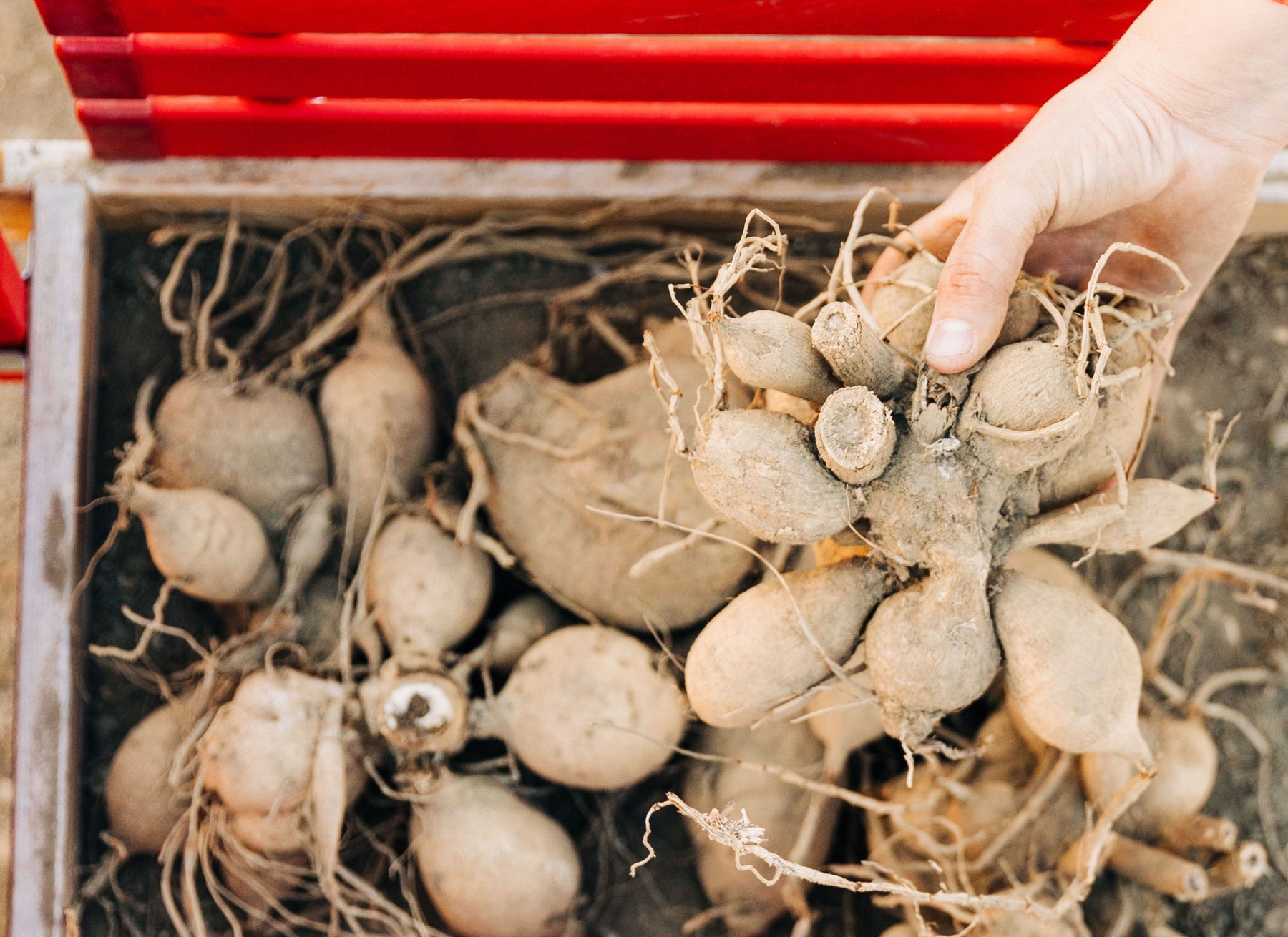 Dahlia Tuber Eyes 101 - Rooted Flowers