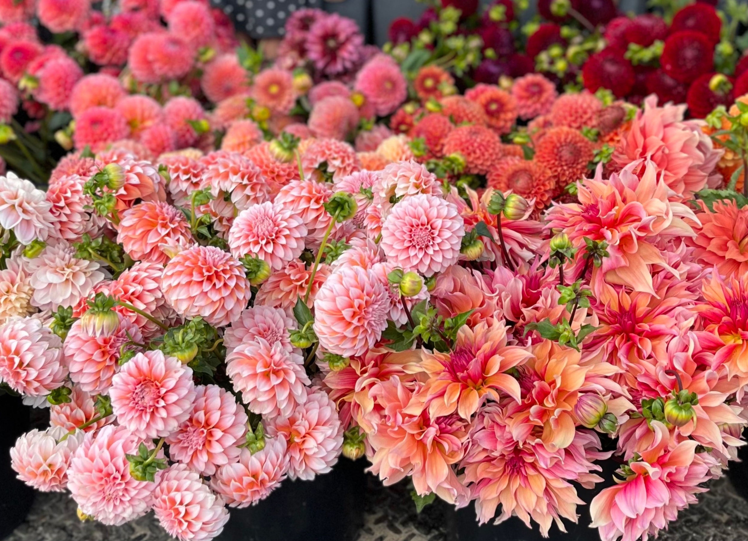 How To Start Dahlias Indoors - Rooted Flowers