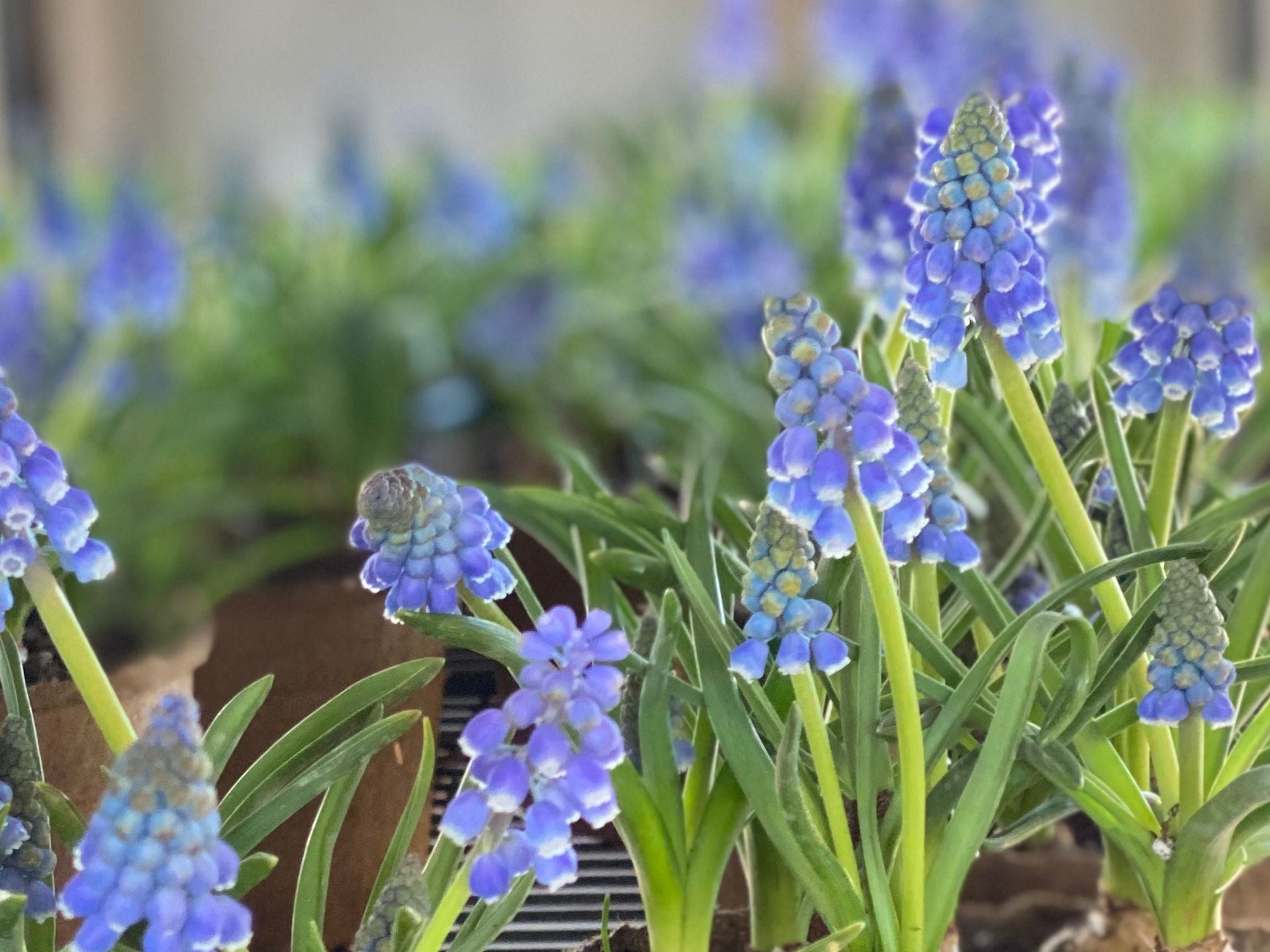 Muscari (grape hyacinth) Plant Care - Rooted Flowers