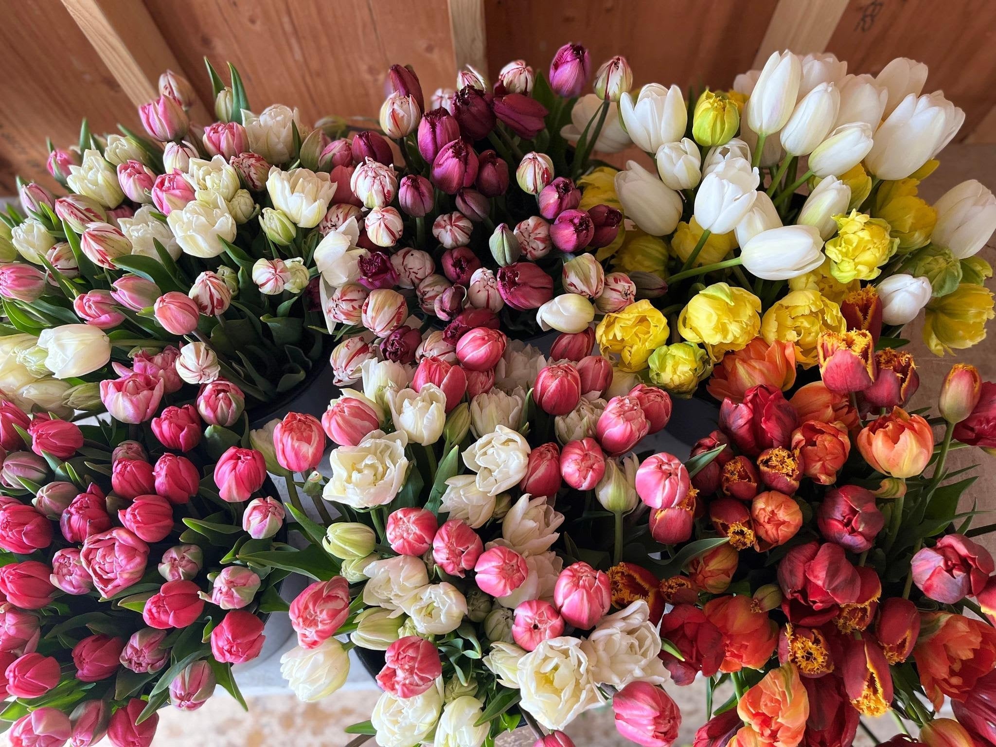 How To Grow Anemone & Ranunculus - Rooted Flowers