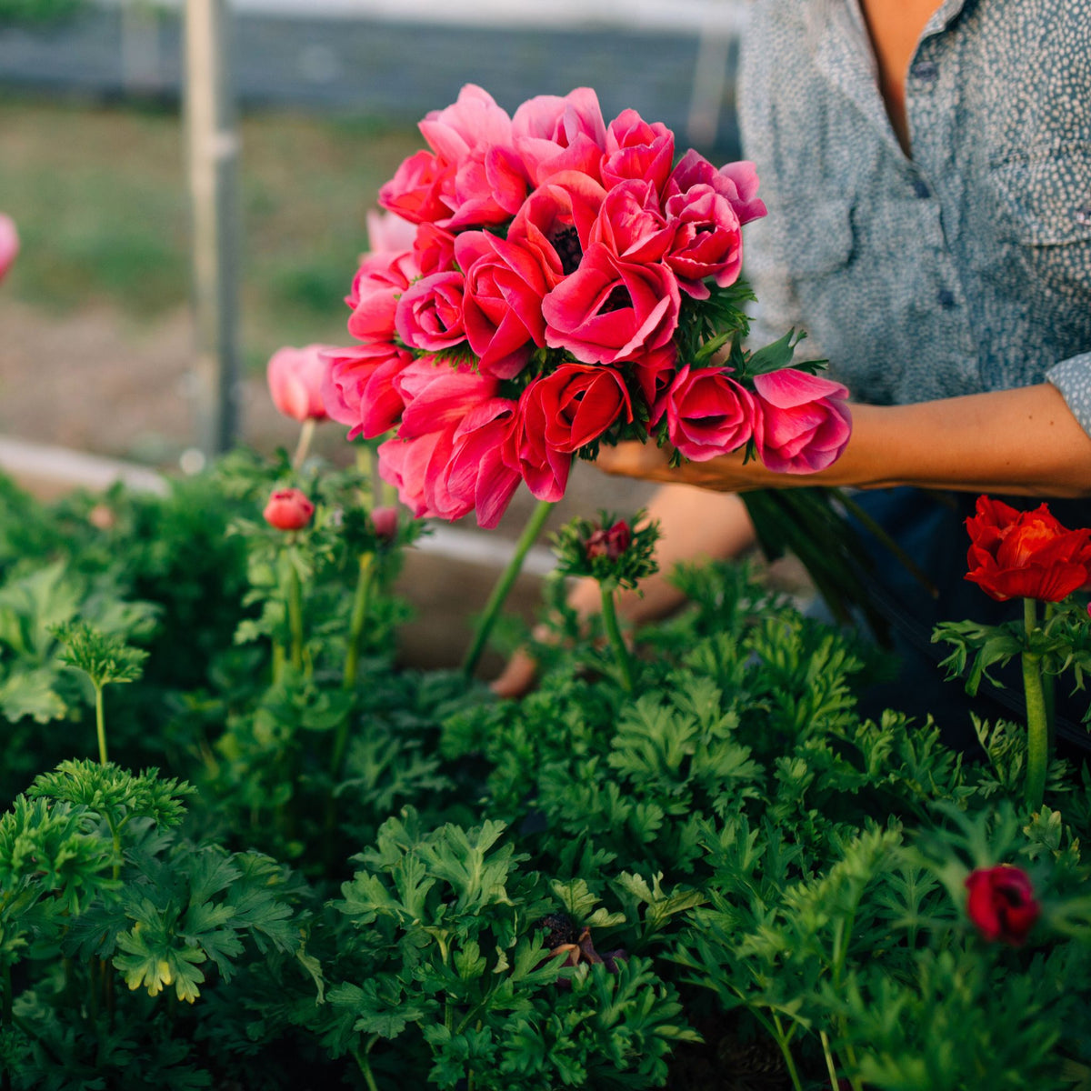 Bulbs & Corms A to Z - Rooted Flowers