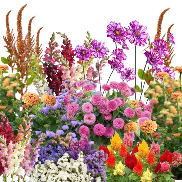 Annual Plant Collection - Rooted Flowers