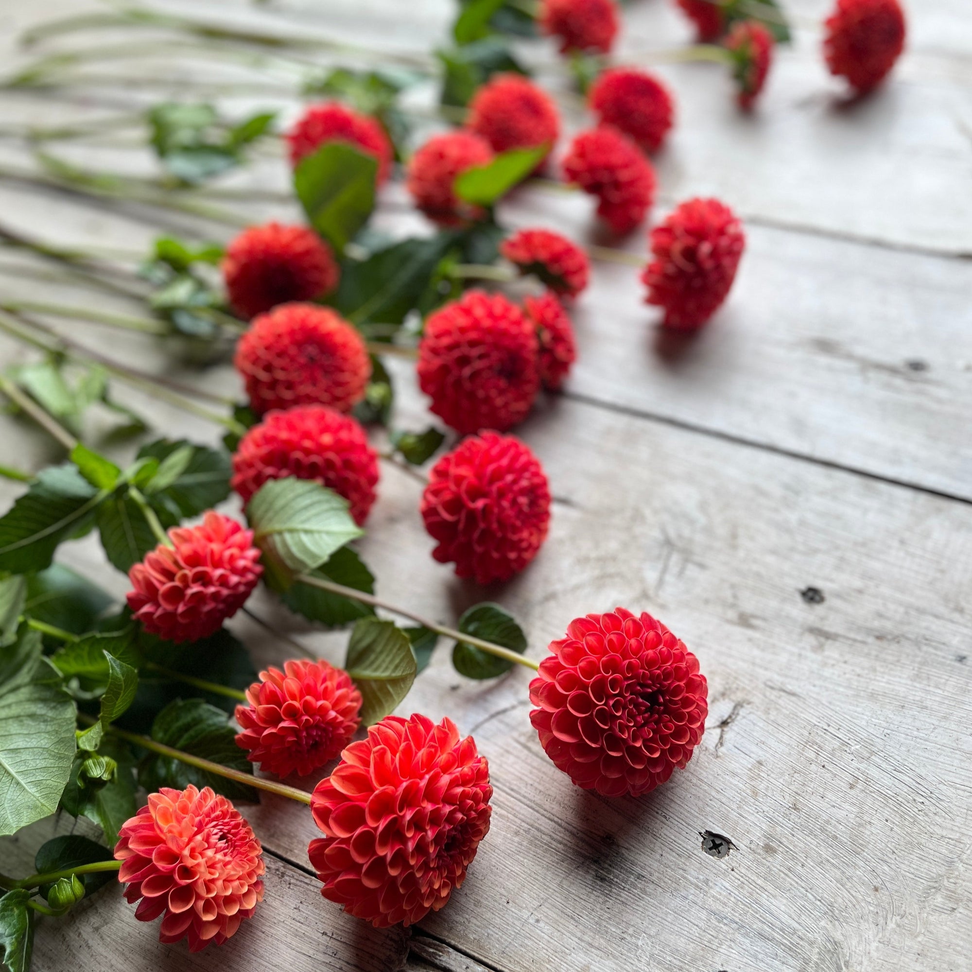 Dahlia 'Valley Rust Bucket' Tuber - Rooted Flowers