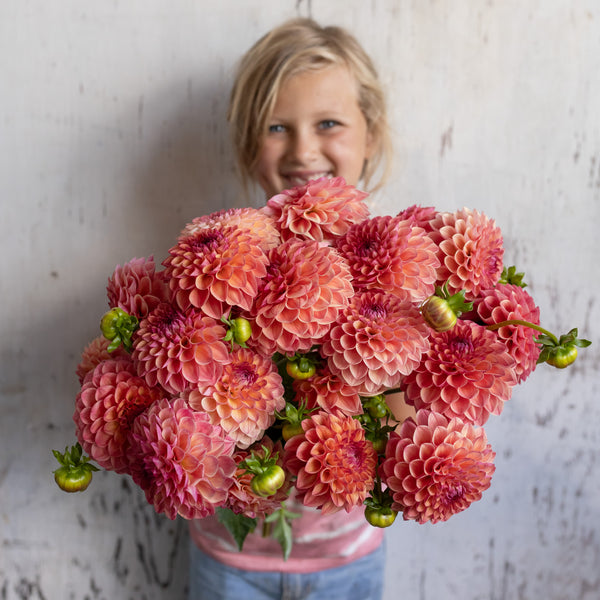 Dahlia 'Ferncliff Rusty' Plant - Rooted Flowers