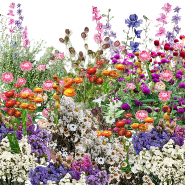 Dried Plant Collection - Rooted Flowers