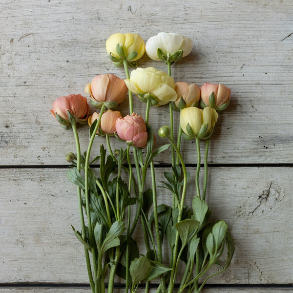 Ranunculus 'Amandine Pastel Mix' Corms - Rooted Flowers