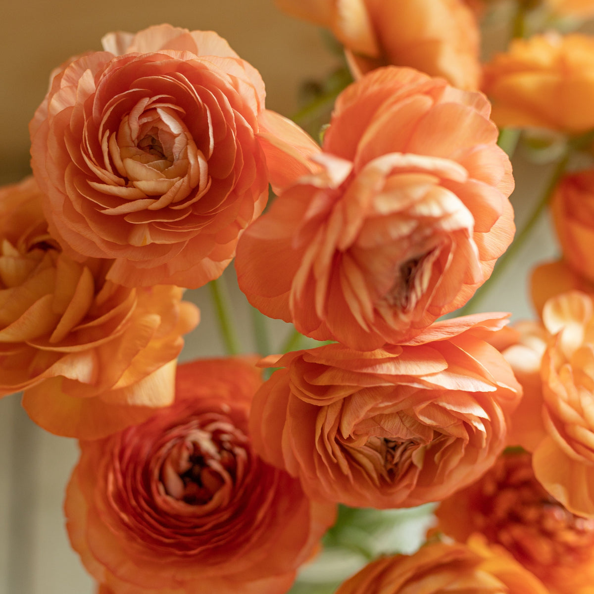Ranunculus 'Amandine Salmon' Corms - Rooted Flowers