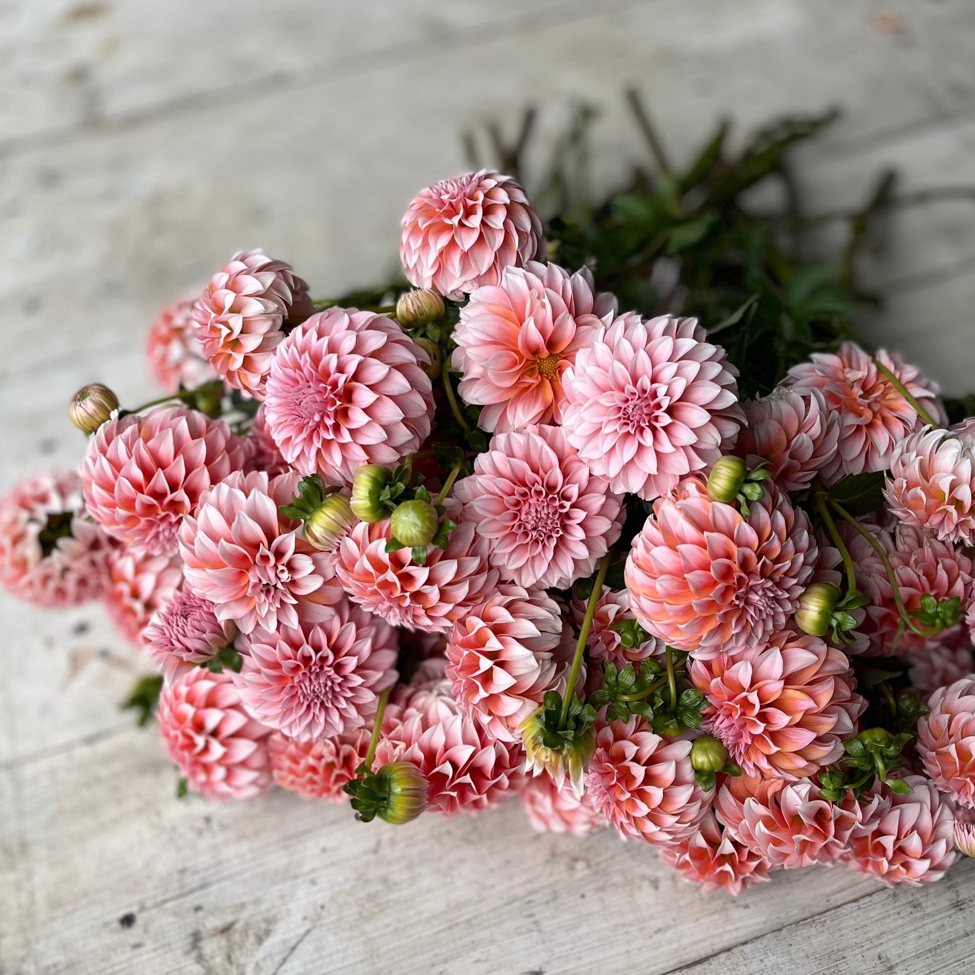 Dahlia 'Peaches N' Cream' Tuber - Rooted Flowers
